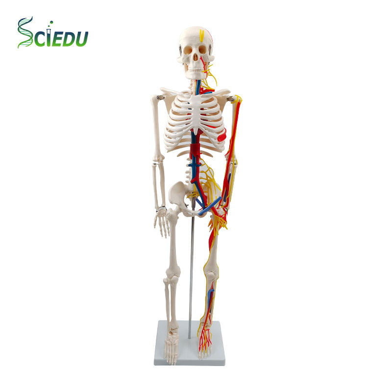 SCIEDU Teaching Resource Medical Human 85cm Tall PVC Human Skeleton ...
